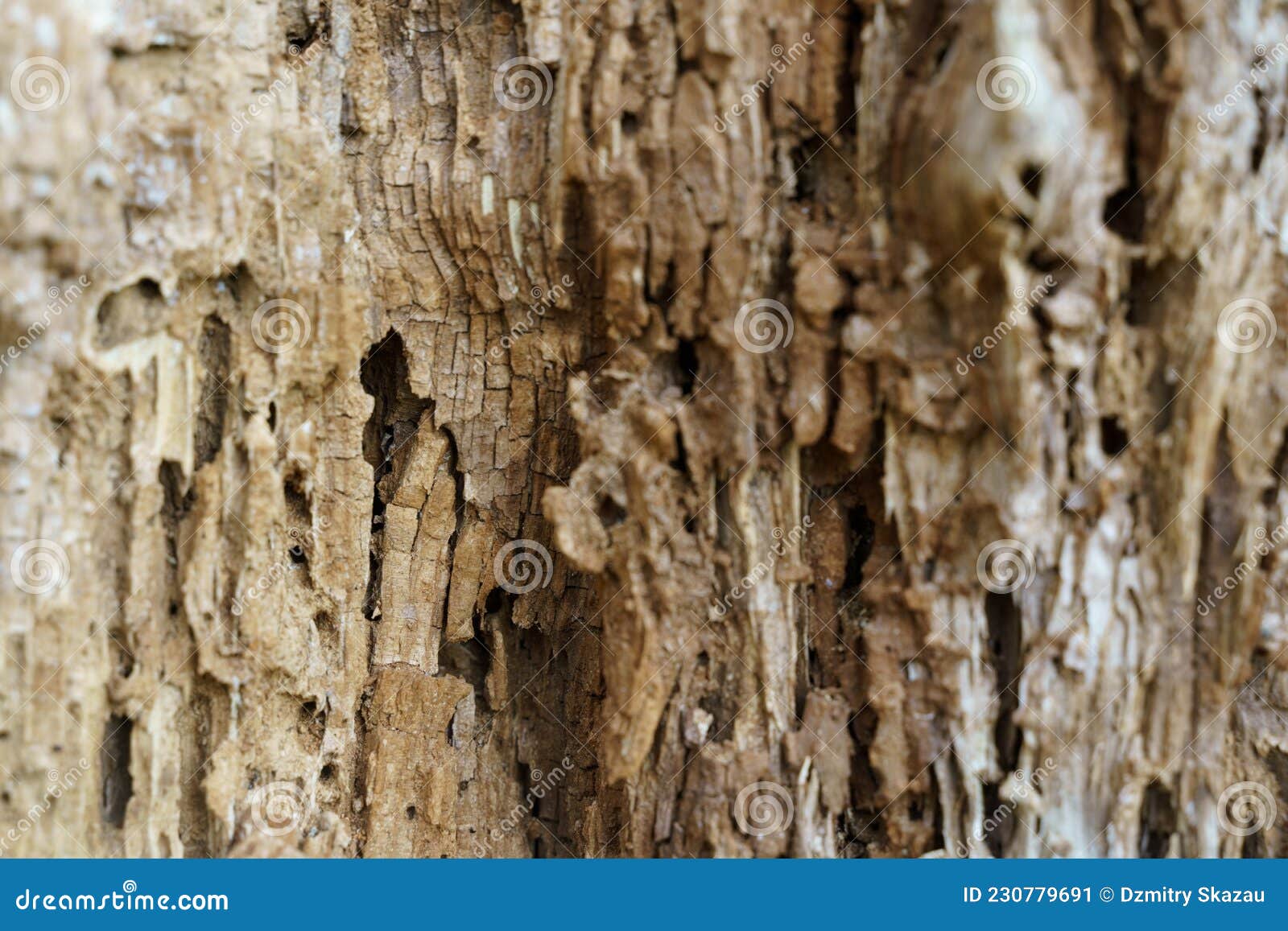 Texture of Old Decrepit Wood with Holes Stock Image - Image of grungy ...