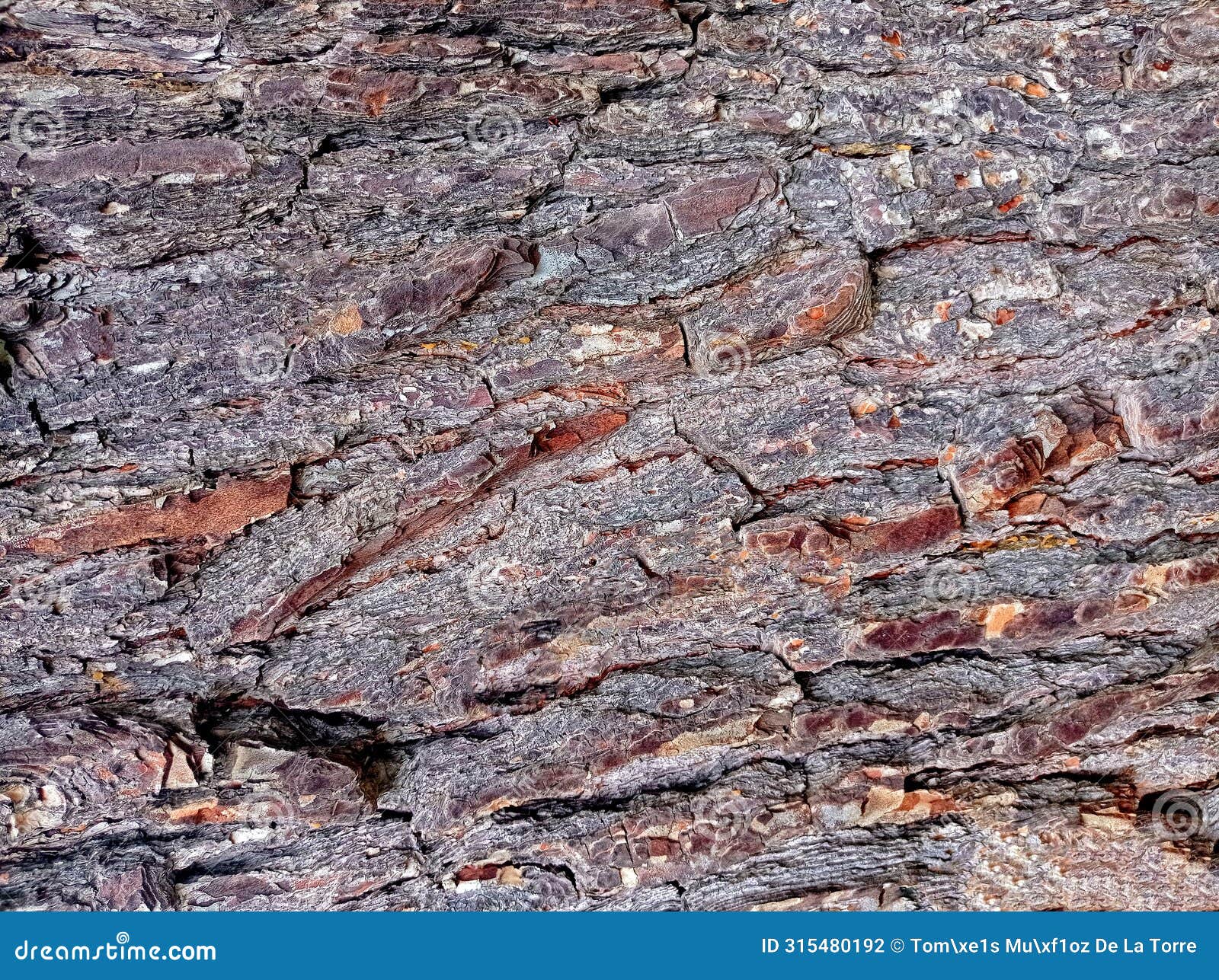 Textures of Time: the Ancient Bark Stock Photo - Image of patterns, natural: 315480192