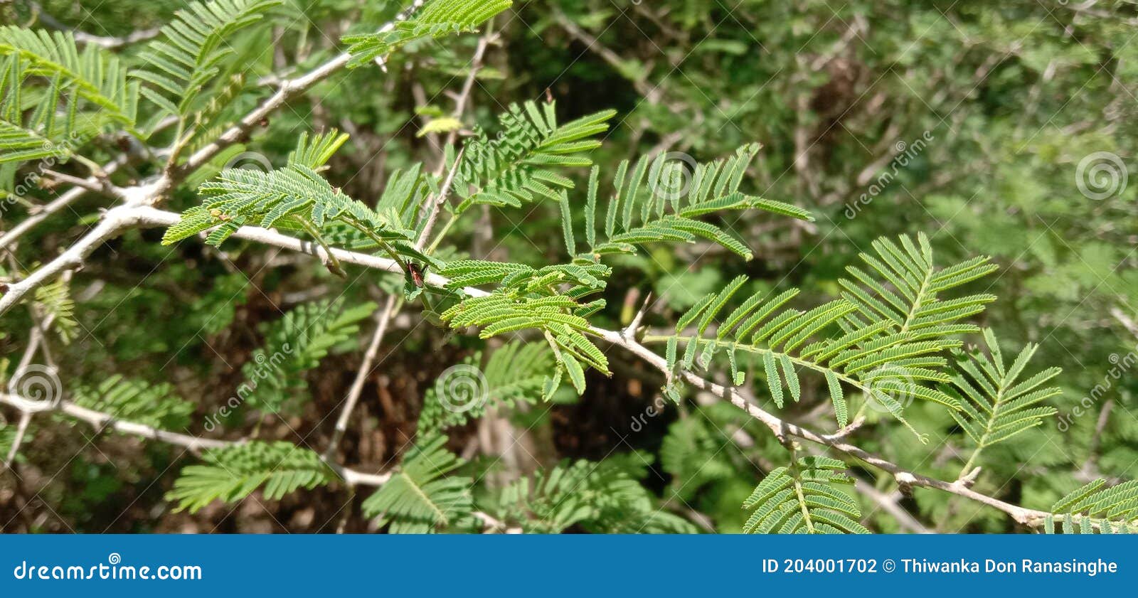 The Textures of Tree Branches Stock Photo - Image of branches, texture ...