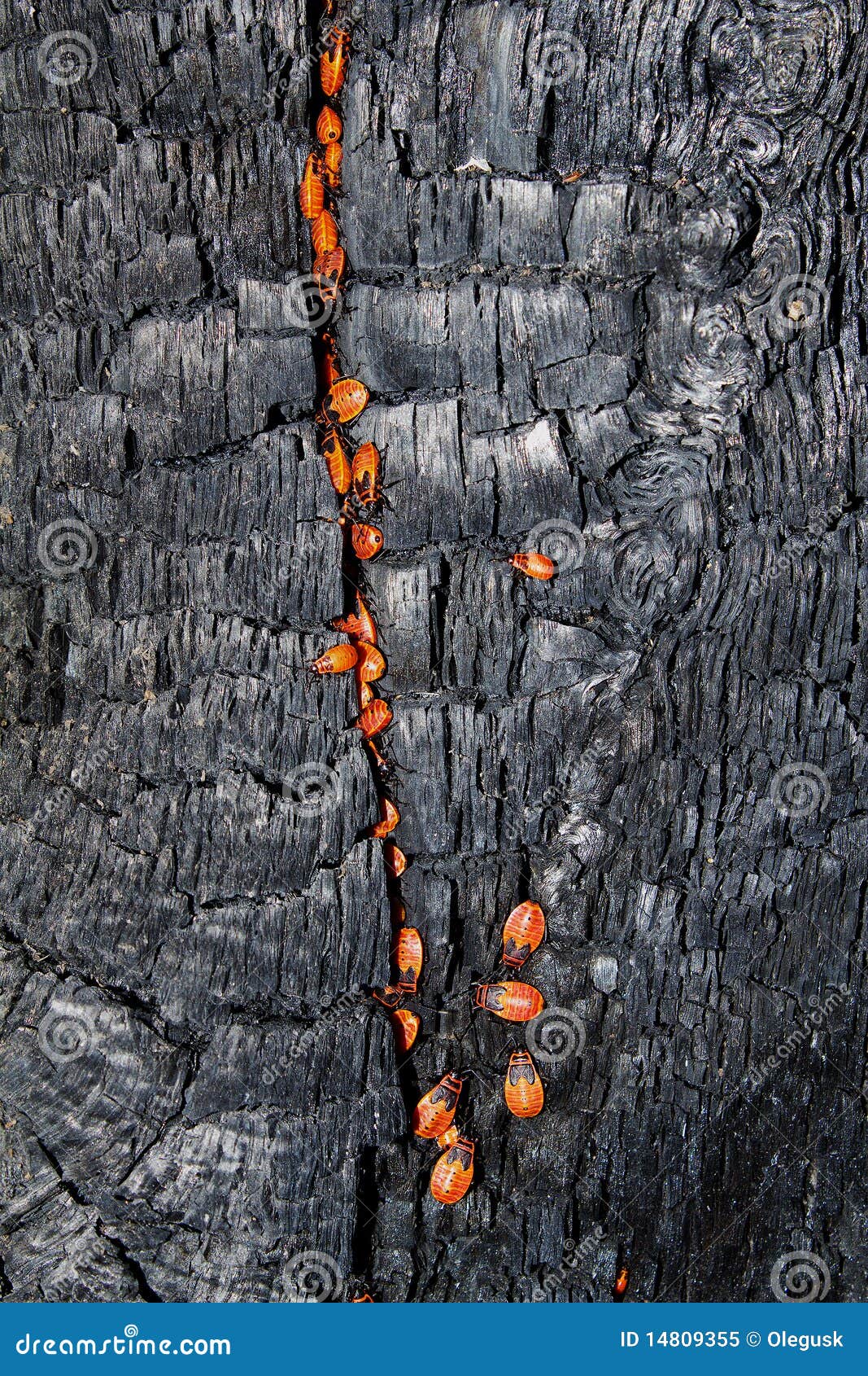 Old Tree With Burnt Wood. Natural Background With Burned Wood Texture ...