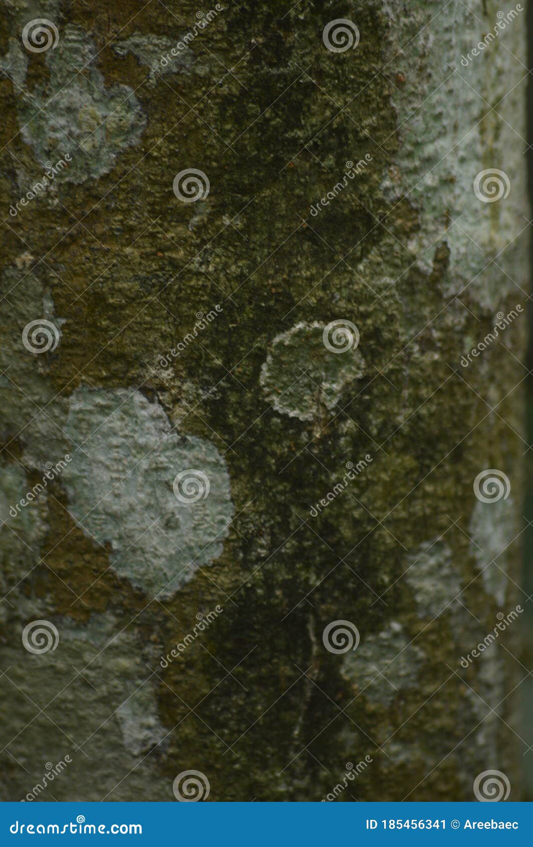 Textures on Tree Macro Photography Stock Image - Image of green, wood ...