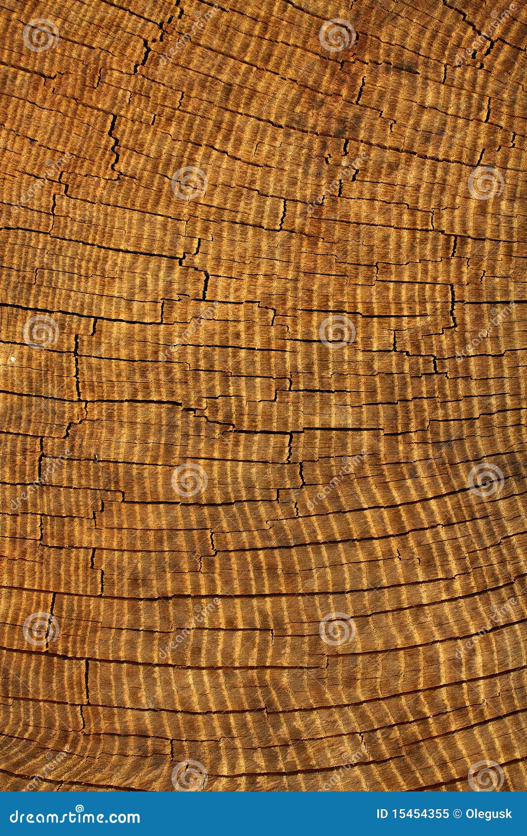 Textures tree oak stock image. Image of closeup, firm - 15454355