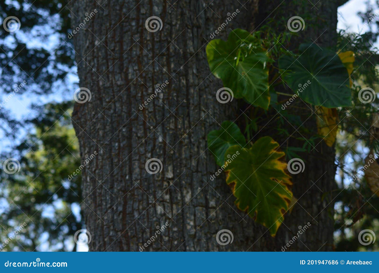 Textures on the tree stock photo. Image of branch, sunlight - 201947686
