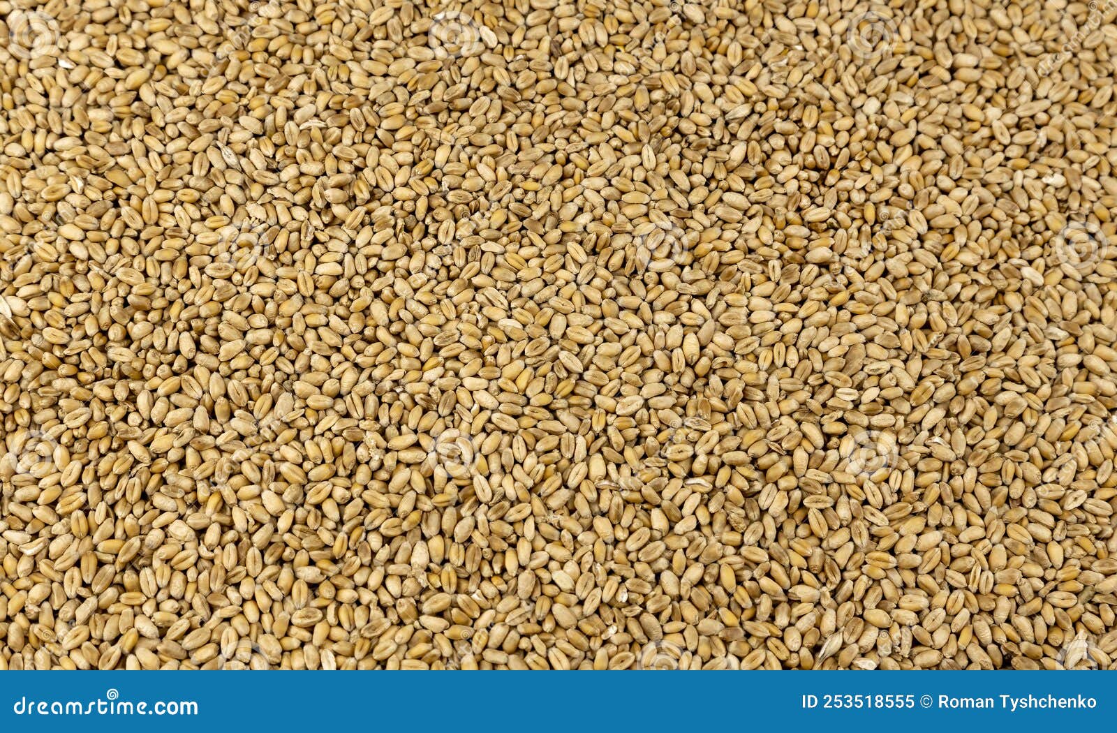 Textures of Wheat Grains. Freshly Harvested Crop. Stock Image - Image ...