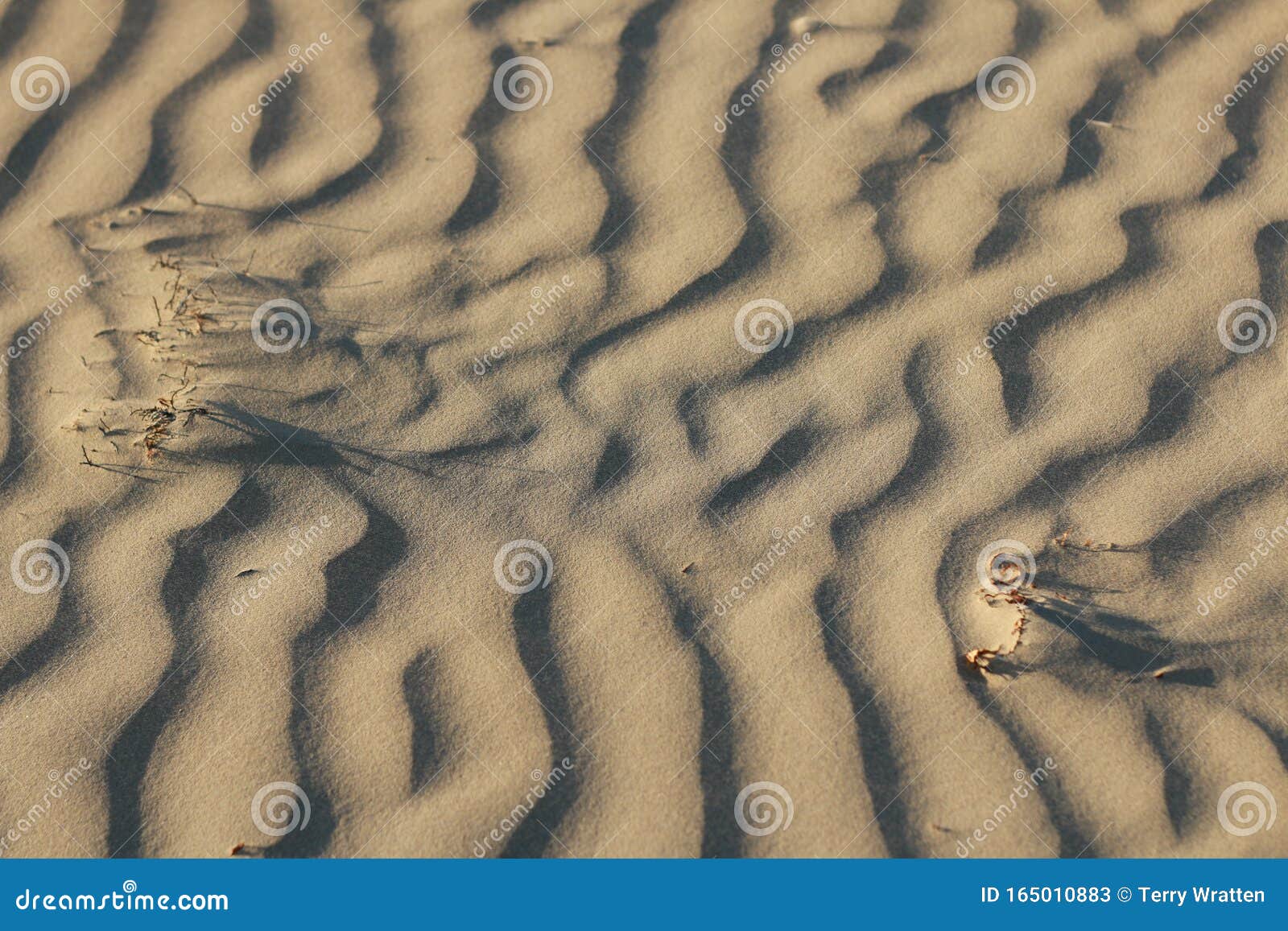 Textures Of Wind Blown Natural Patterns In The Sand Dunes On A Sunny ...