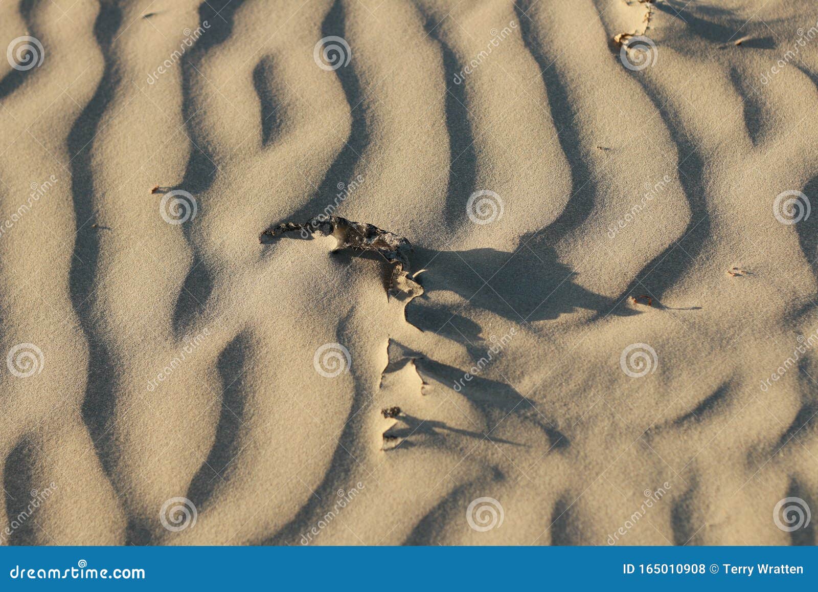 Textures Of Wind Blown Natural Patterns In The Sand Dunes On A Sunny ...