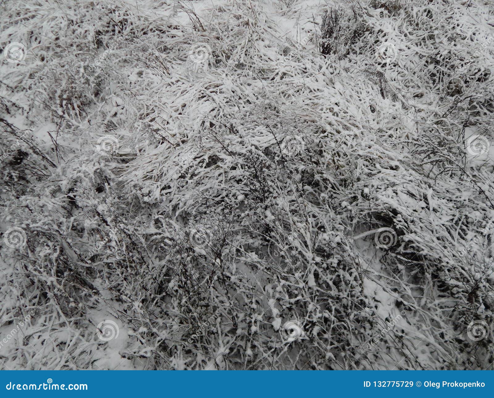 Textures of Winter Snow, Trees and Plants Stock Image - Image of plant ...
