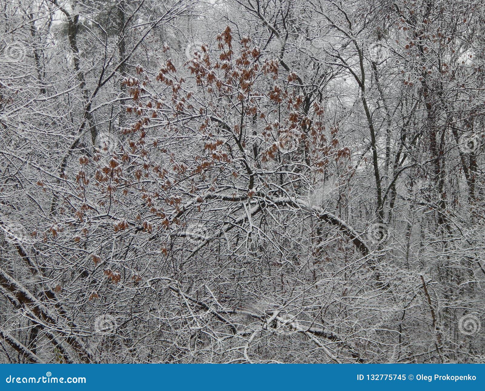 Textures of Winter Snow, Trees and Plants Stock Image - Image of snow ...