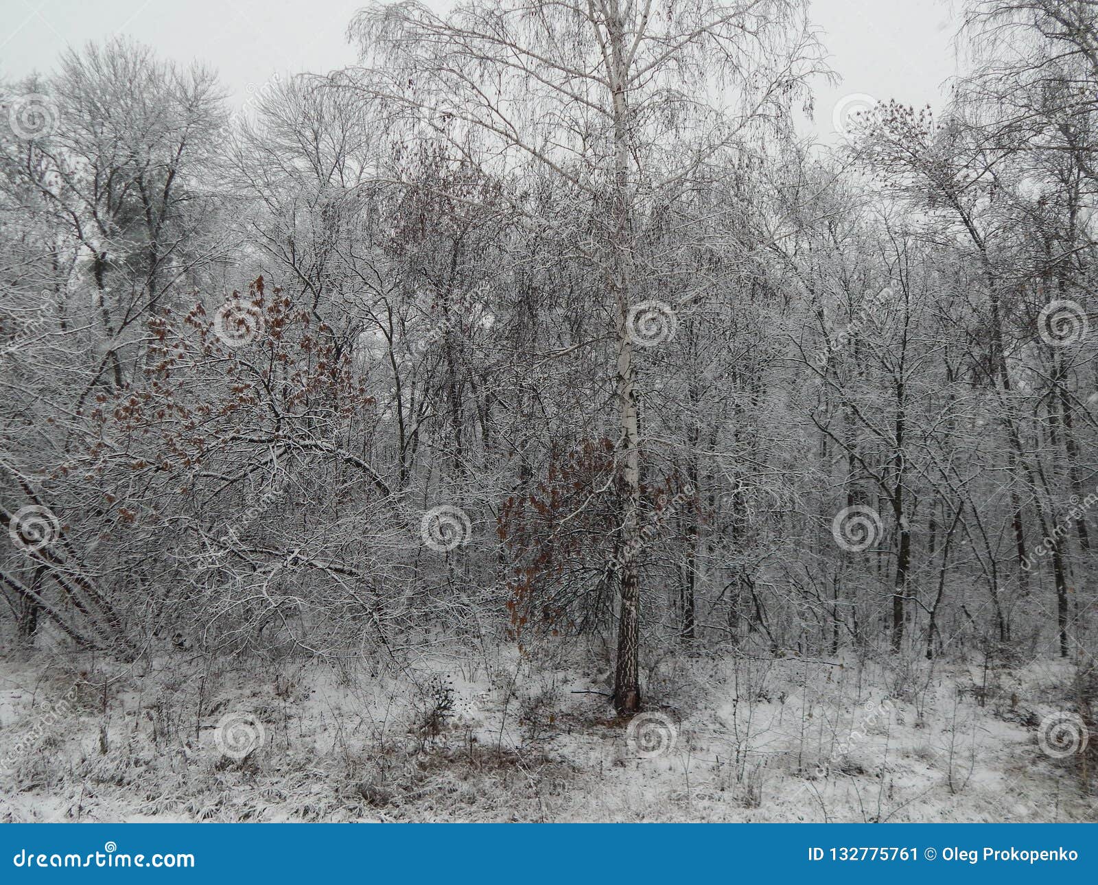 Textures of Winter Snow, Trees and Plants Stock Image - Image of white ...