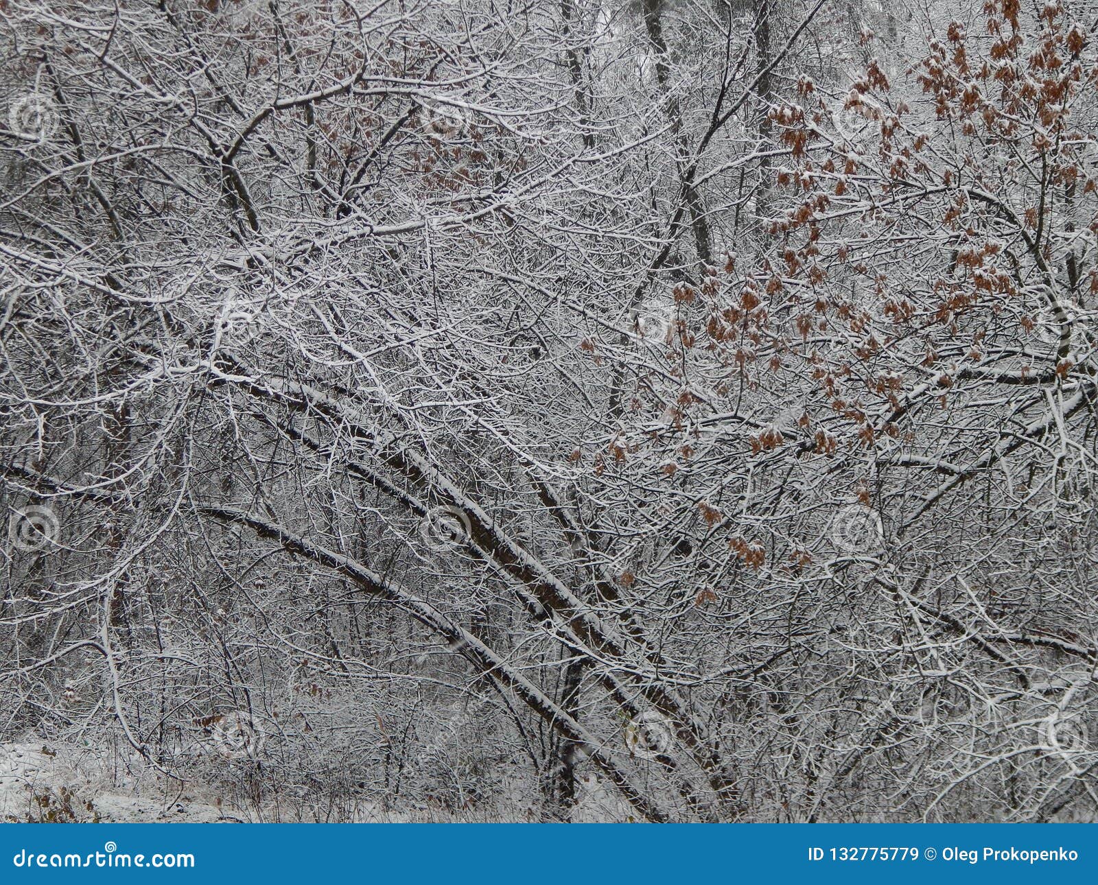 Textures of Winter Snow, Trees and Plants Stock Image - Image of plants ...
