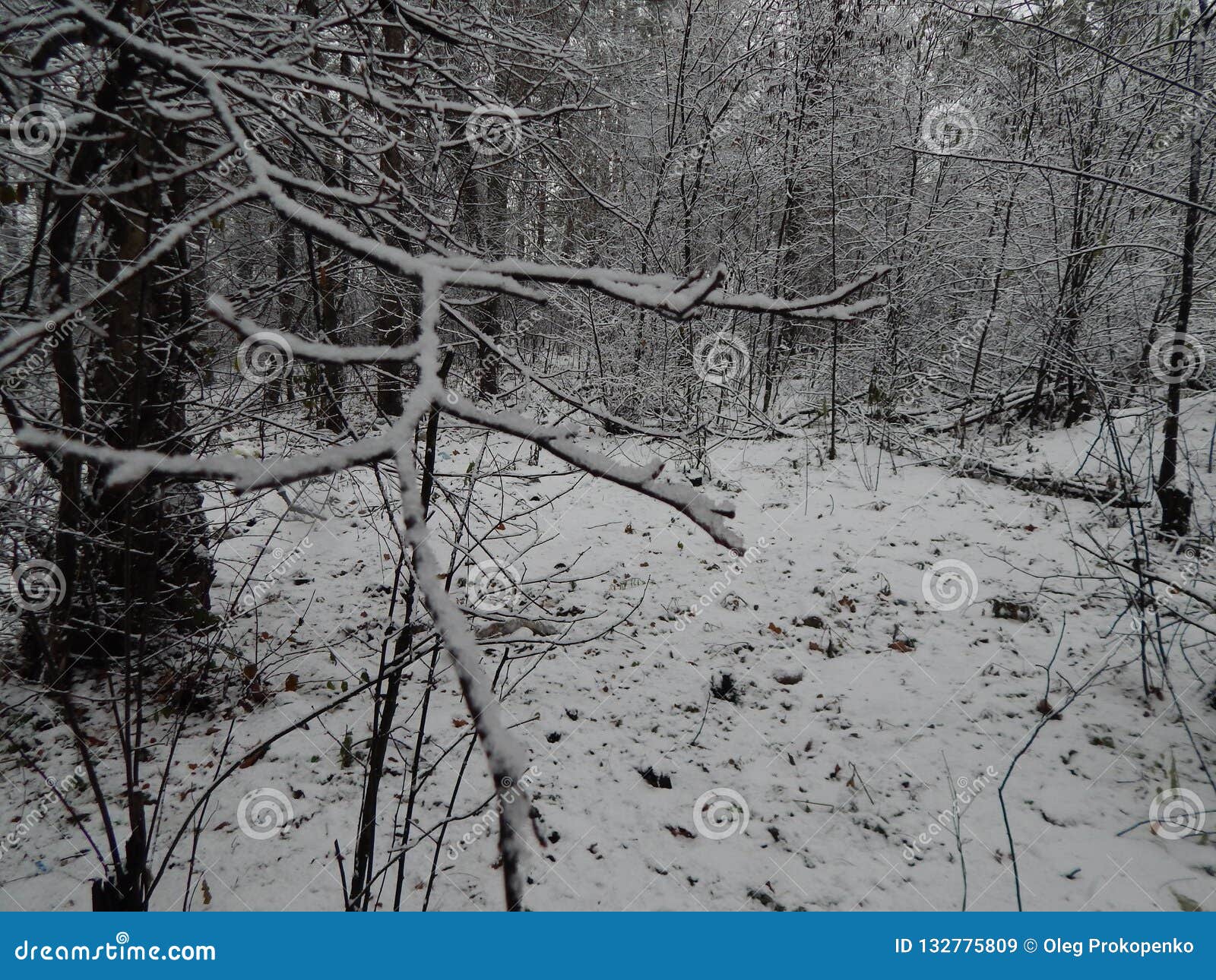 Textures of Winter Snow, Trees and Plants Stock Image - Image of frost ...