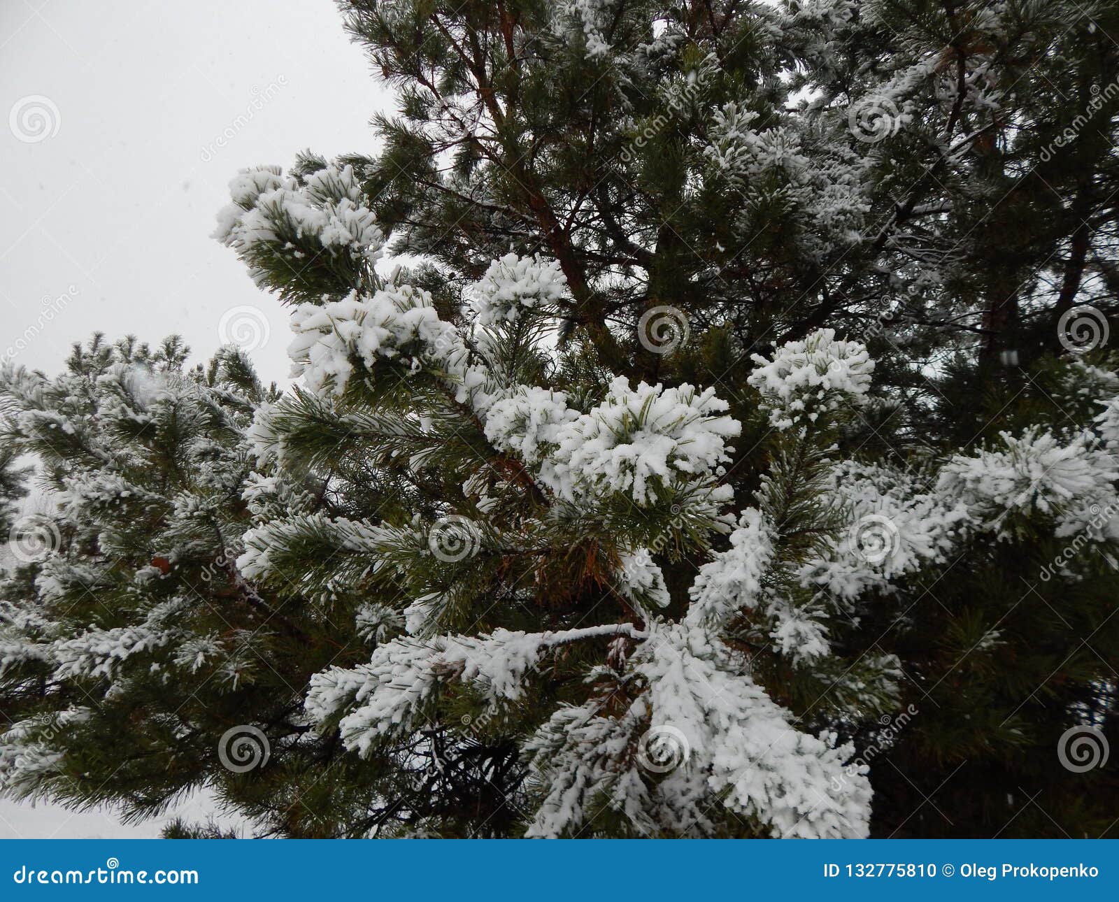 Textures of Winter Snow, Trees and Plants Stock Photo - Image of ...