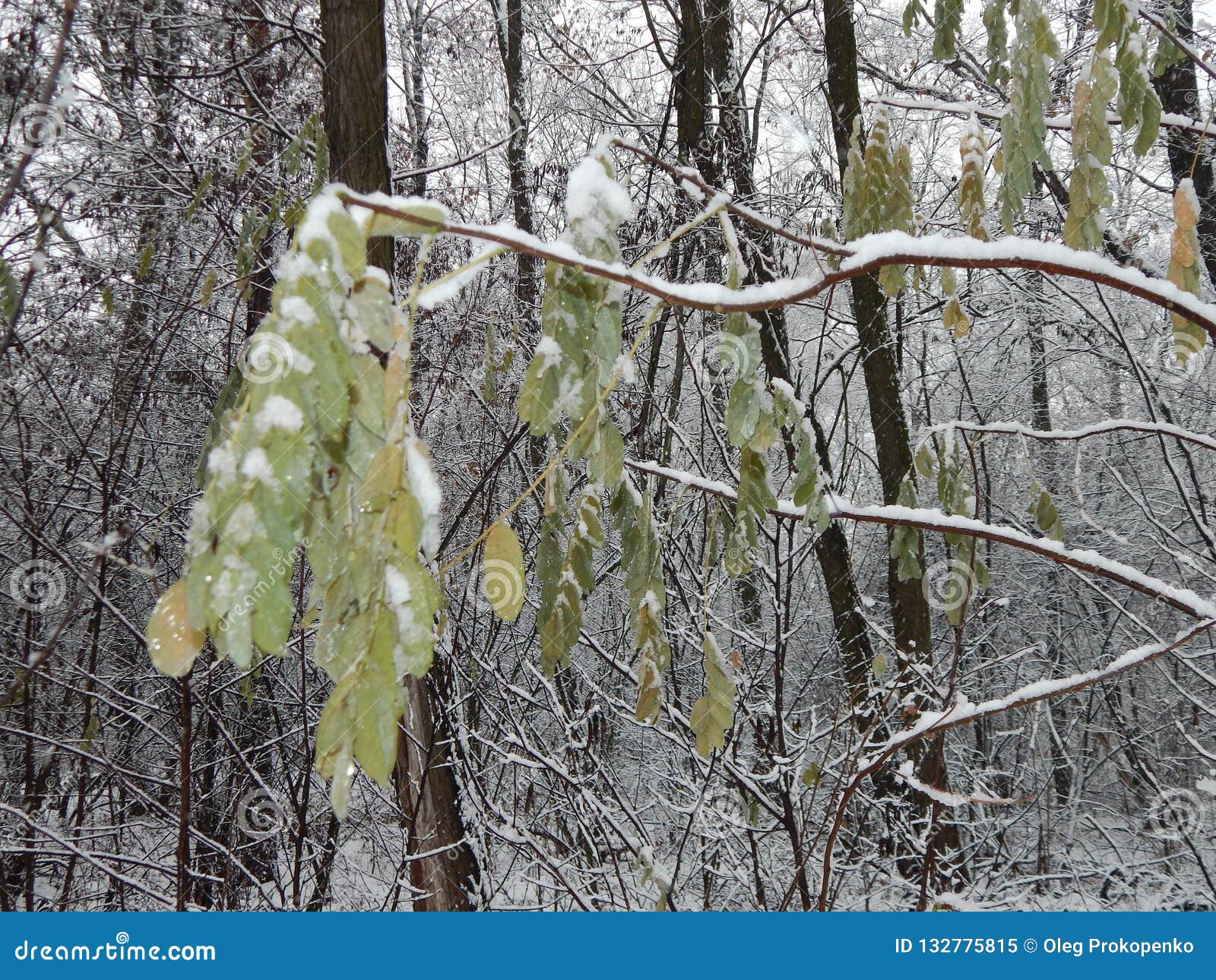 Textures of Winter Snow, Trees and Plants Stock Image - Image of nature ...