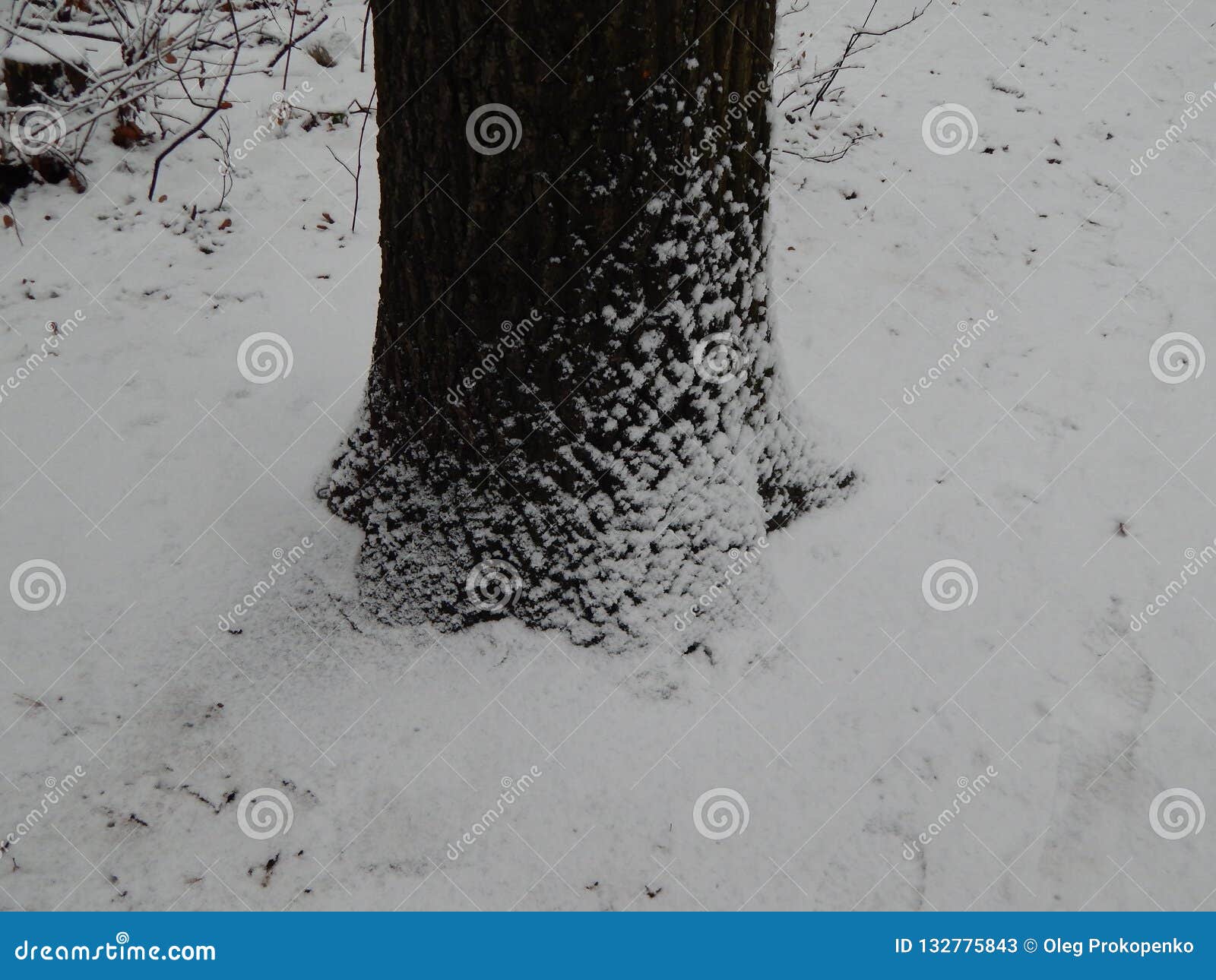 Textures of Winter Snow, Trees and Plants Stock Image - Image of frosty ...