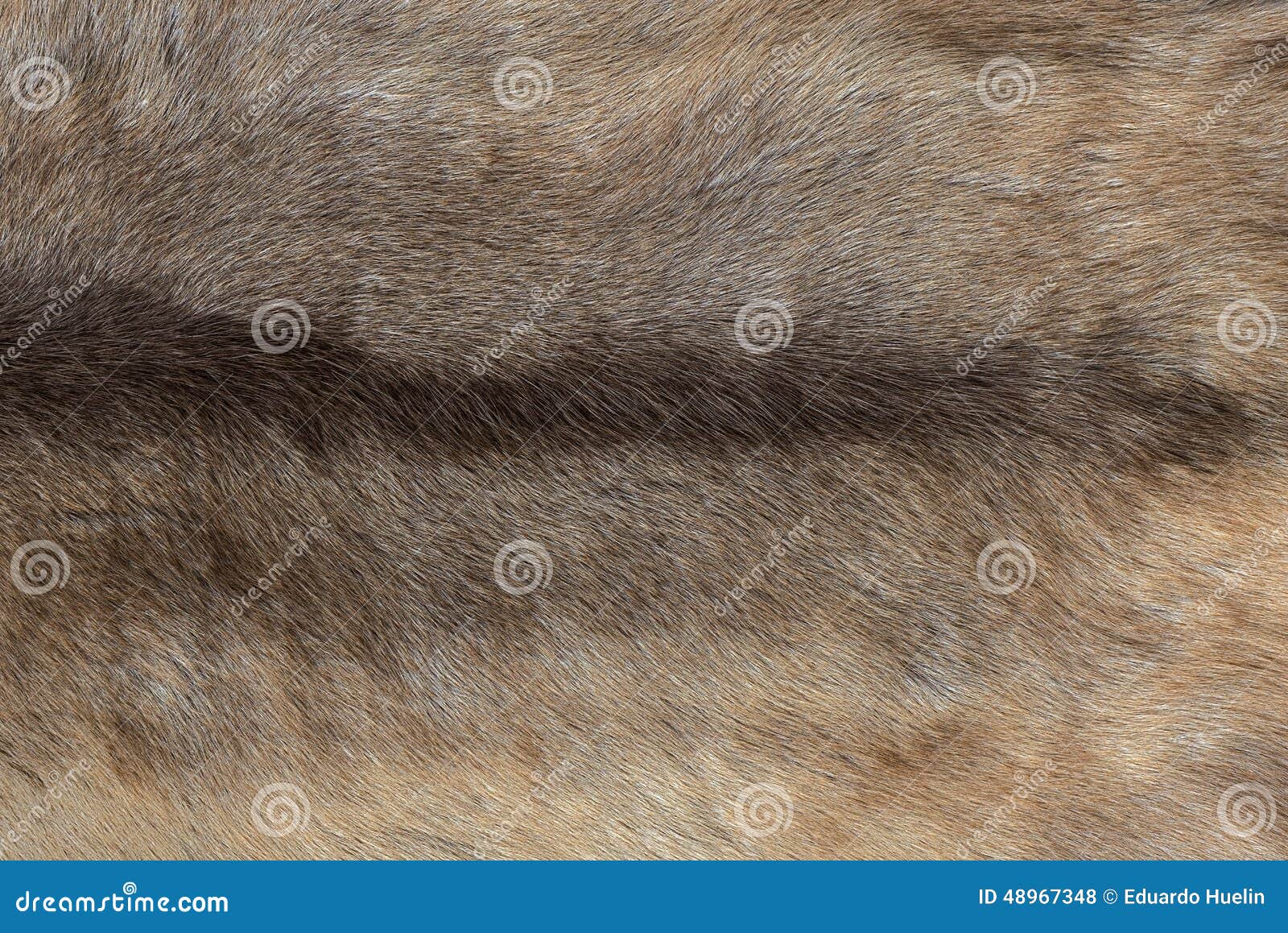 Textures Of Wolf Fur Background Royalty-Free Stock Image ...