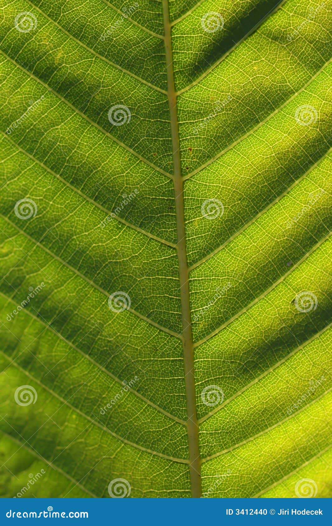 Textuur, Achtergrond Van Blad Stock Foto - Image of sluit, groei: 3412440