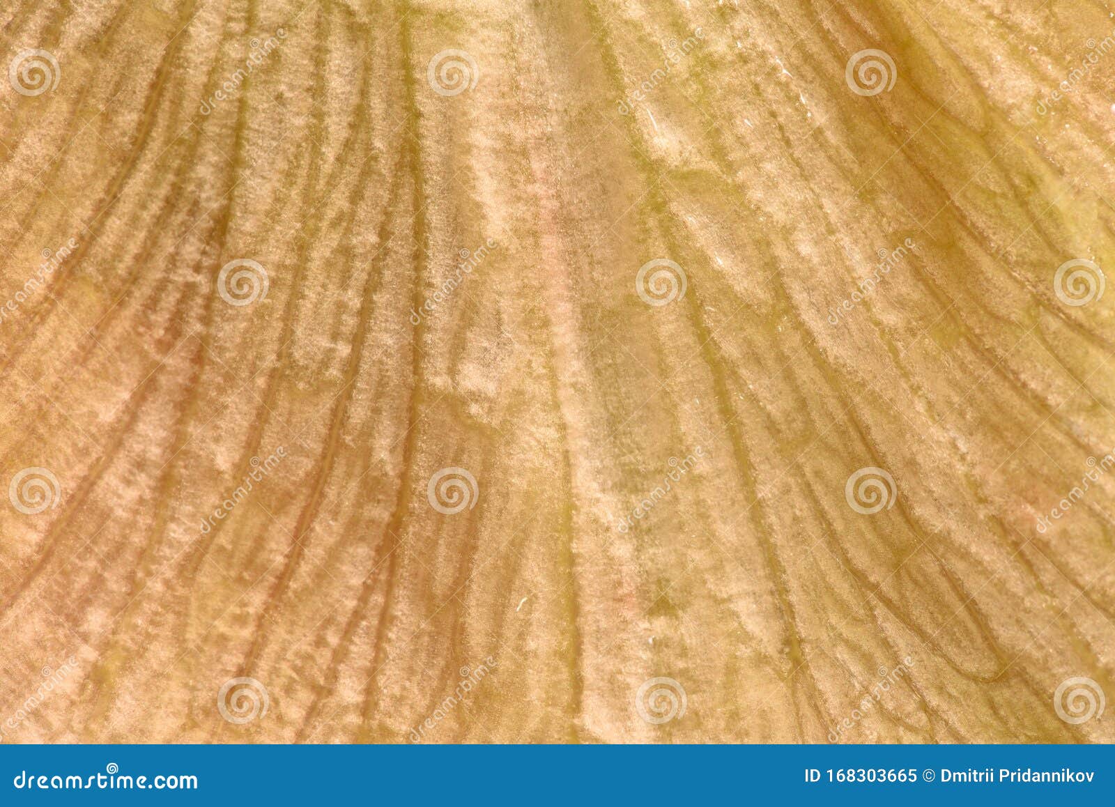 Textuur En Structuur Van Vers Blad Met Sla, Close-up, Macro Stock ...