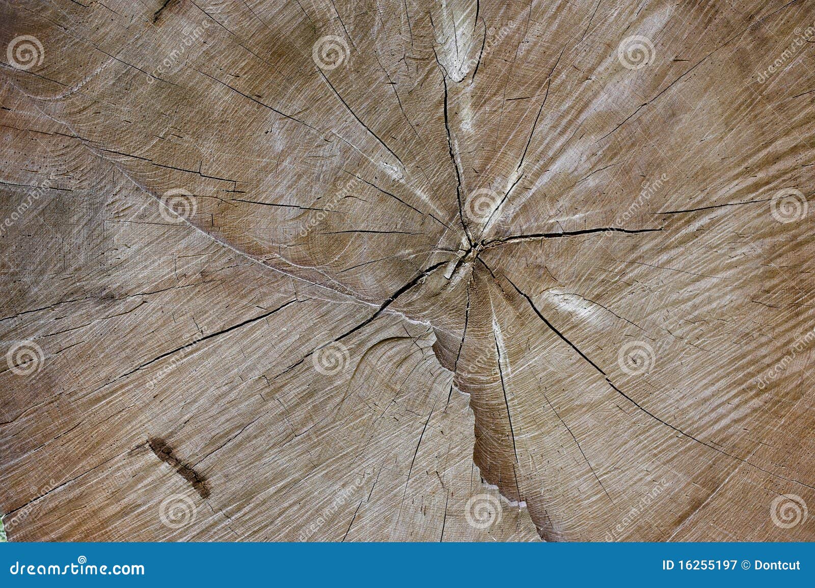 Textuur van boom stock afbeelding. Image of naughty, patroon - 16255197