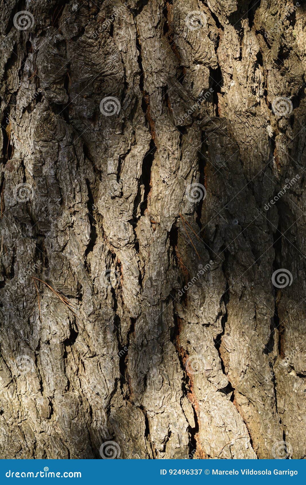 Textuur Van Een Boomboomstam Stock Afbeelding - Image of achtergrond ...