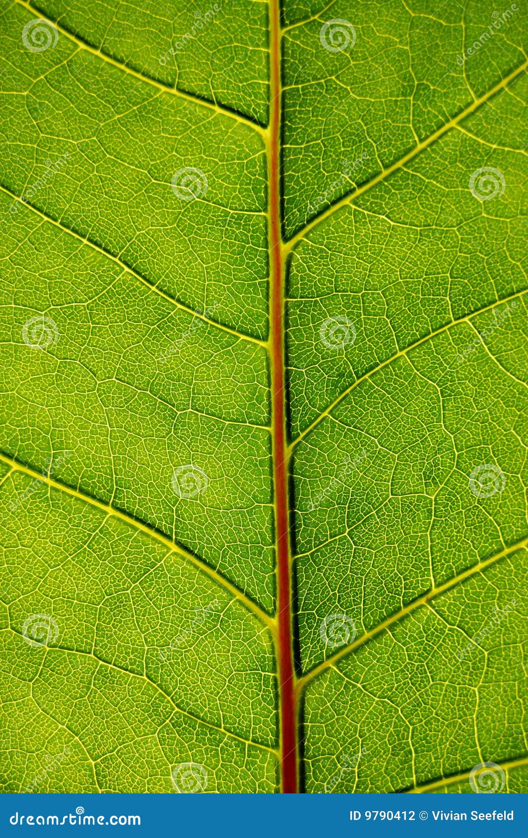 Textuur van groen blad stock foto. Image of organisch - 9790412