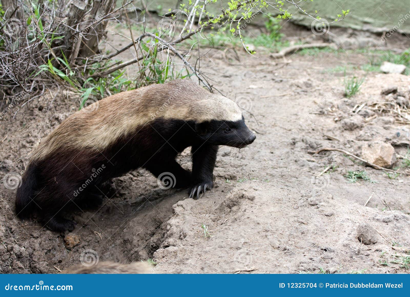 Texugo de mel foto de stock. Imagem de wilderness, kruger - 12325704