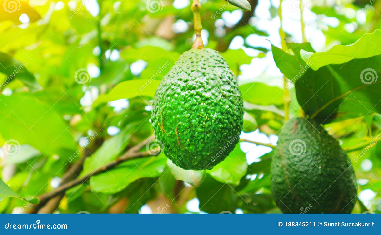 Hass Avocado in Avocado Breeding Park, Tak Province, Thailand Stock ...