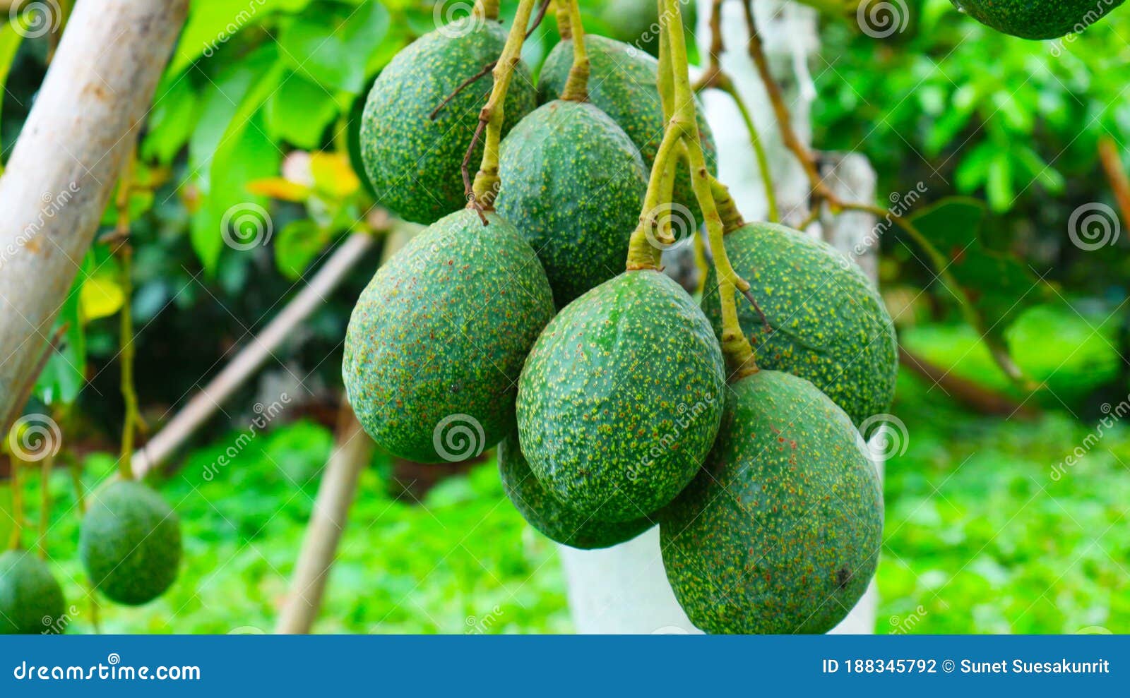 The 8th Avocado Species in the Avocado Breeding Park, Tak, Thailand ...