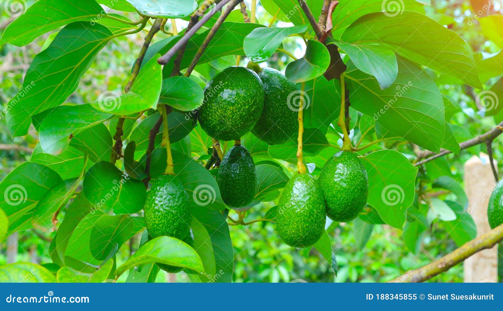 The 8th Avocado Species in the Avocado Breeding Park, Tak, Thailand ...