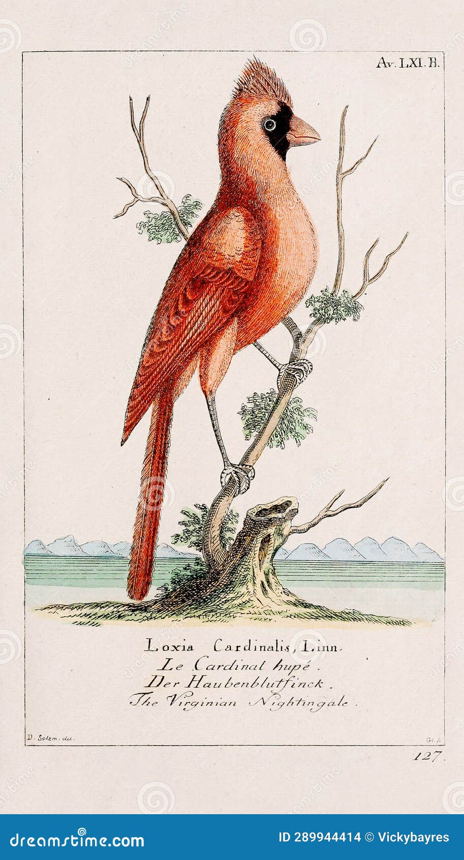 18th Century Bird Illustration. Ca. 1780 Stock Photo - Image of ...