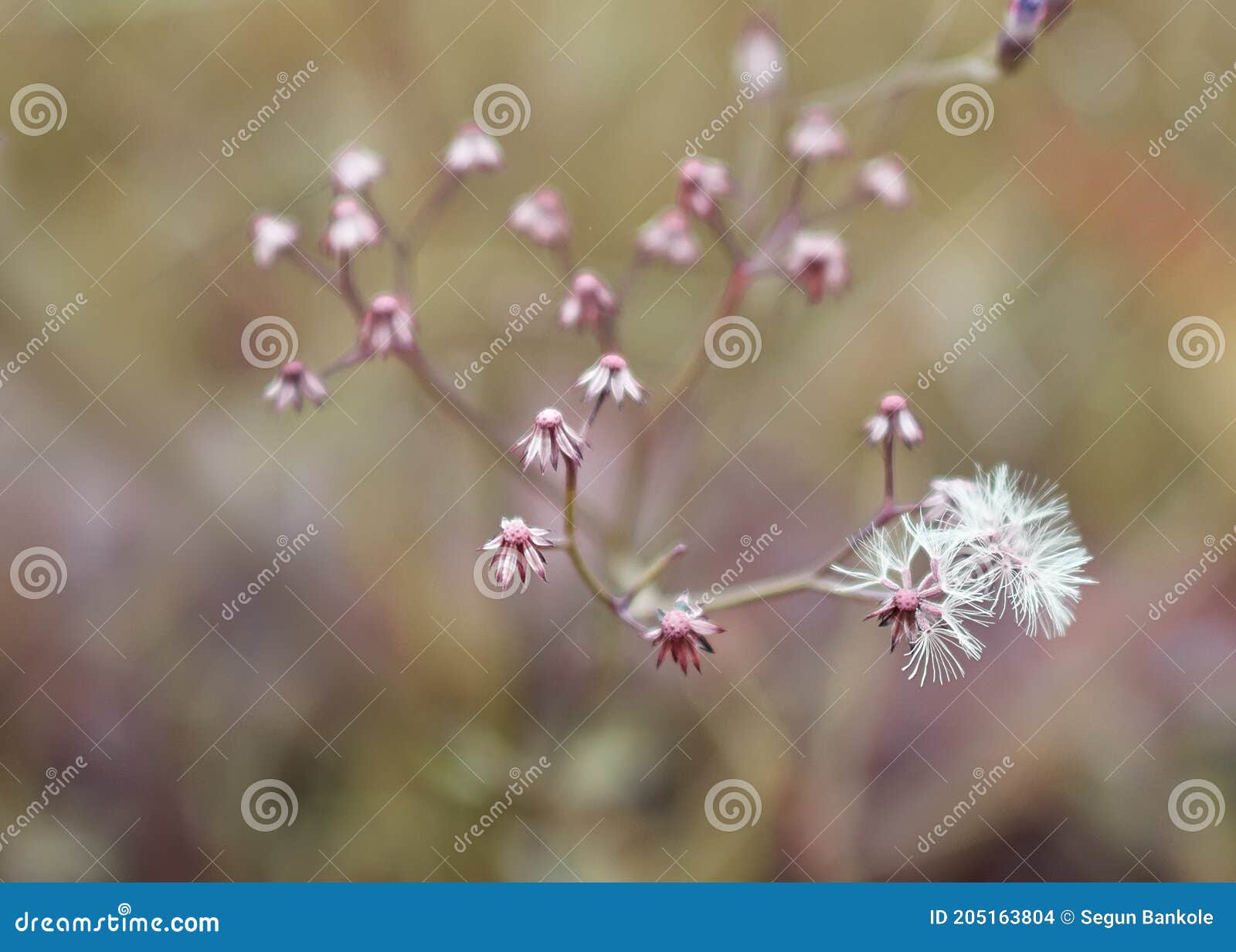 Th Sweet Flowers stock photo. Image of whiteflower, flower - 205163804