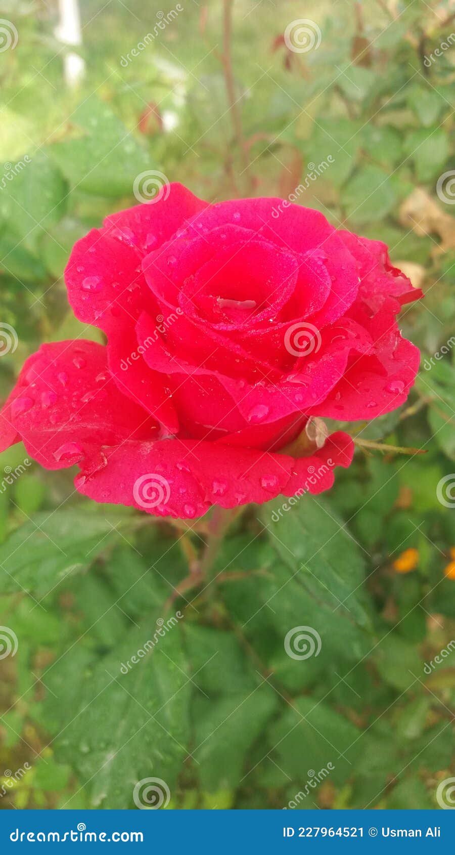 Tha Most Beautiful Flower in Pakistan Stock Image - Image of pakistan ...