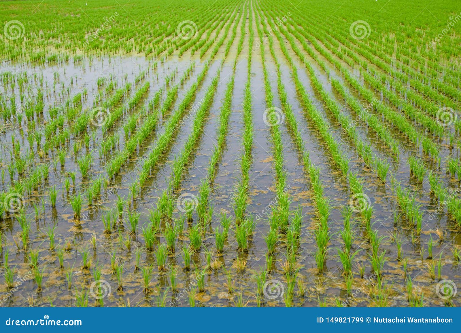 Thai Agriculture - Planting Green Rice in Rows in Rice Fields Stock ...