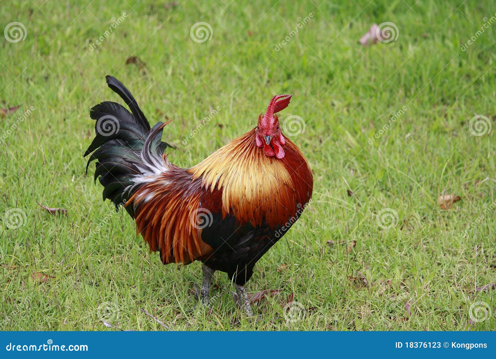 Thai bantam fotografering för bildbyråer. Bild av höna - 18376123