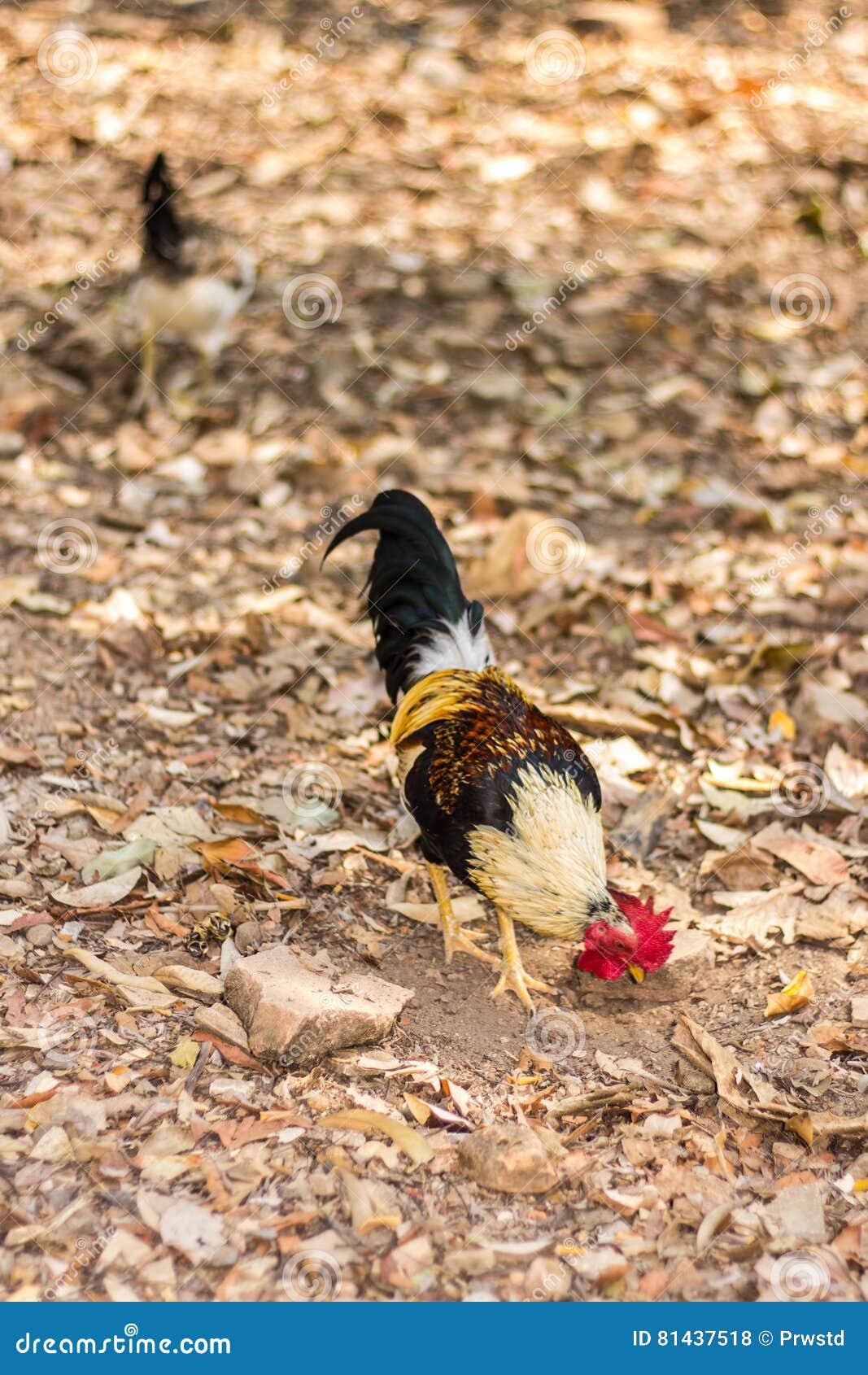 Thai Bantam Chicken, Animal Stock Photo - Image of activity, real: 81437518