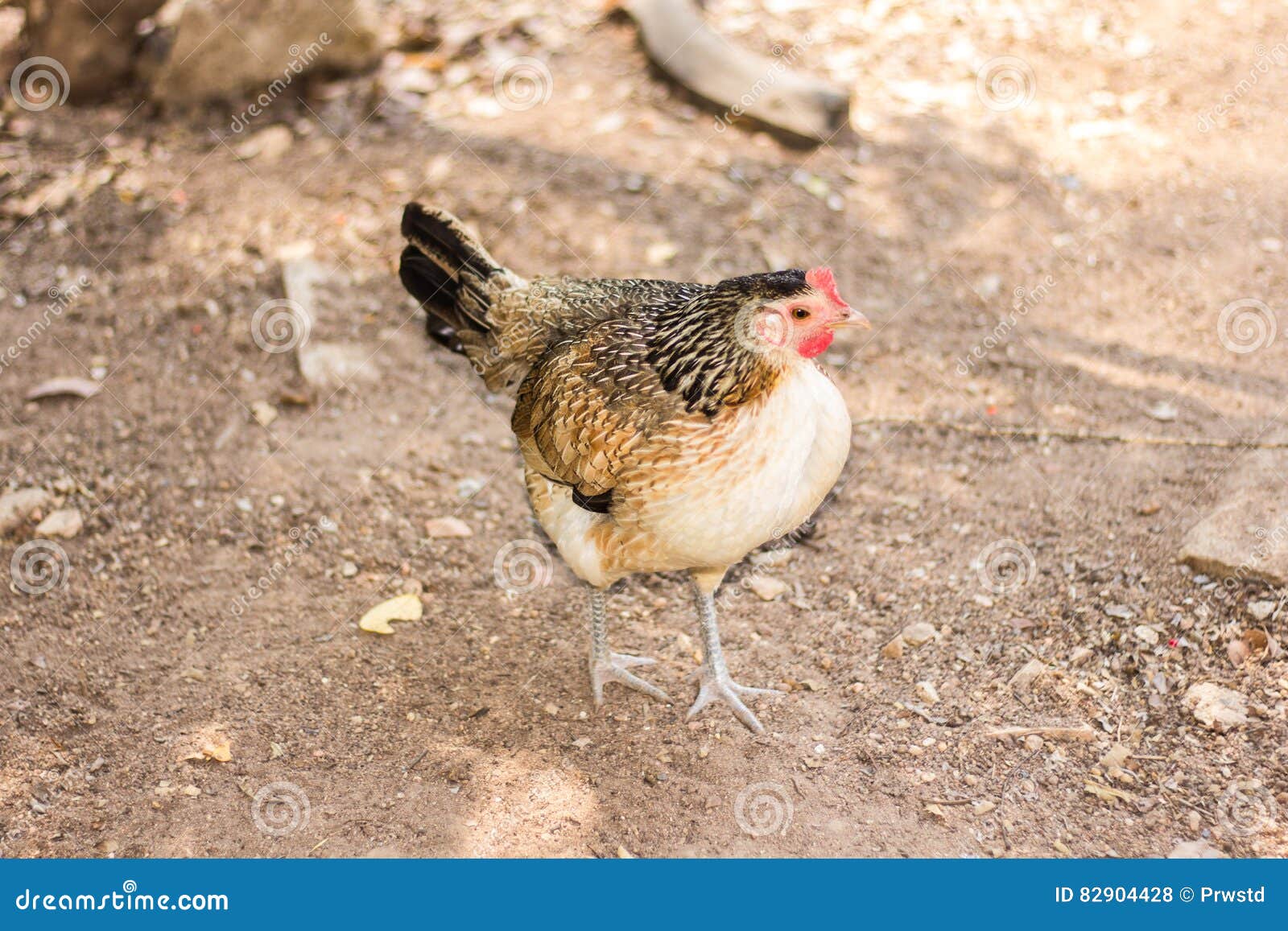 Thai Bantam Chicken, Animal Stock Photo - Image of bright, ground: 82904428