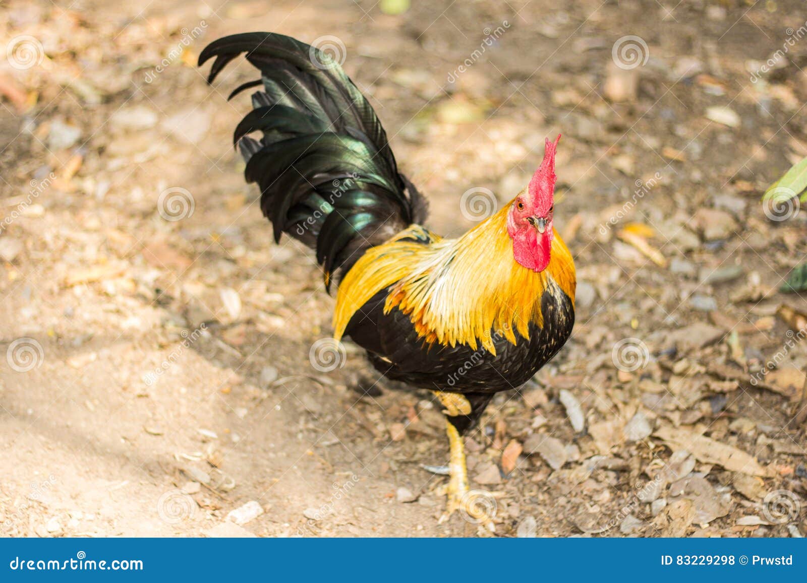Thai Bantam Chicken, Animal Stock Photo - Image of crest, black: 83229298
