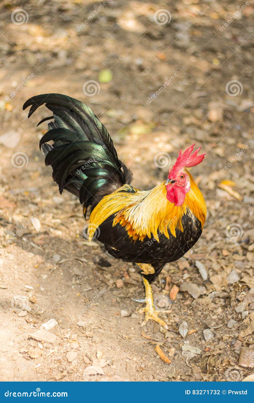 Thai Bantam Chicken, Animal Stock Photo - Image of farm, animal: 83271732