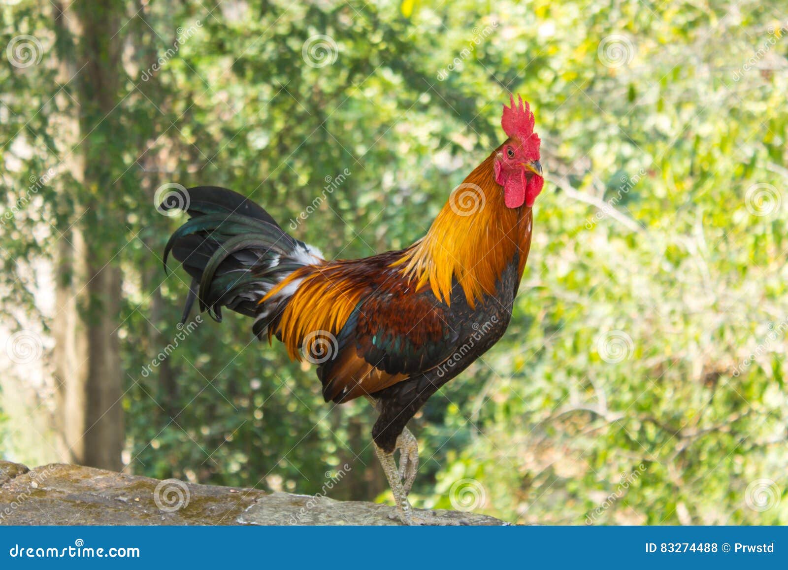 Thai Bantam Chicken, Animal Stock Photo - Image of chicken, road: 83274488