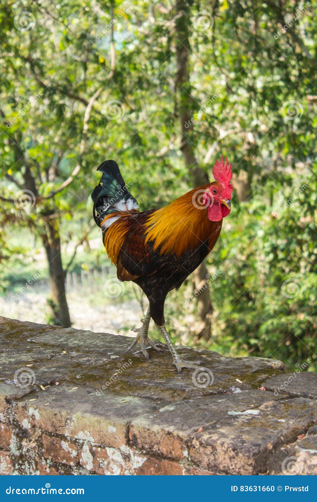 Thai Bantam Chicken, Animal Stock Photo - Image of ground, asia: 83631660