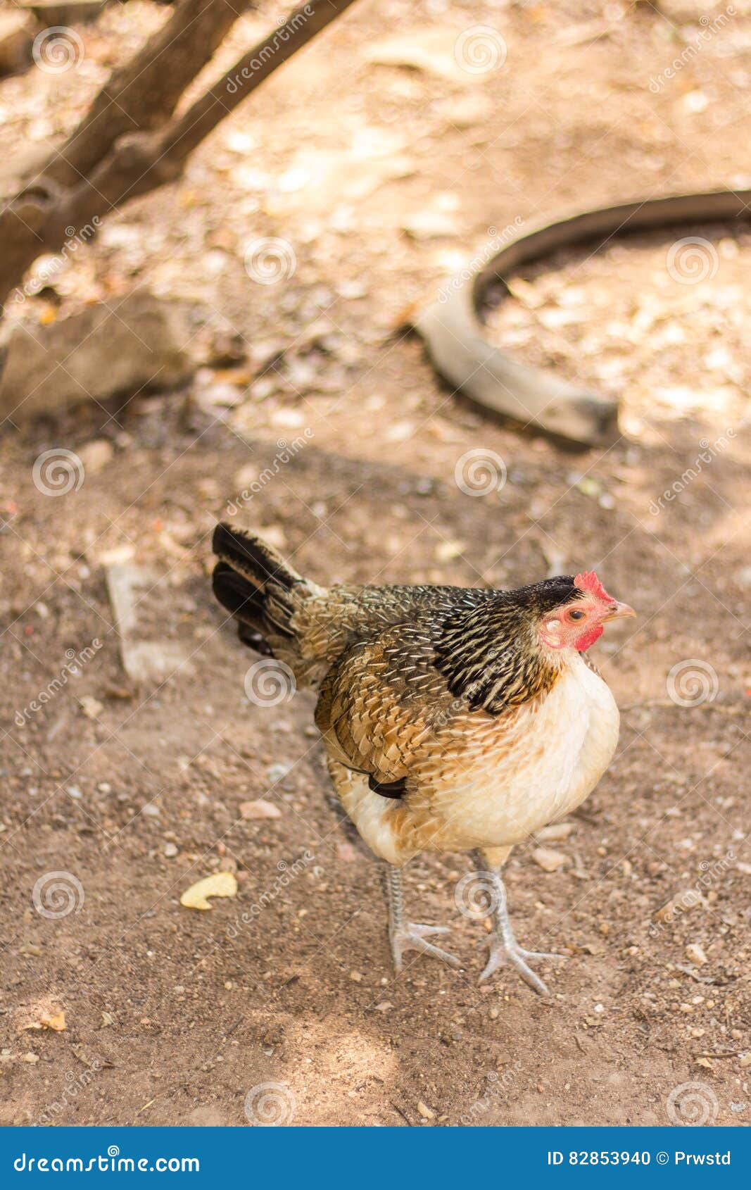 Thai Bantam Chicken, Animal Stock Photo - Image of cockerel, portrait ...