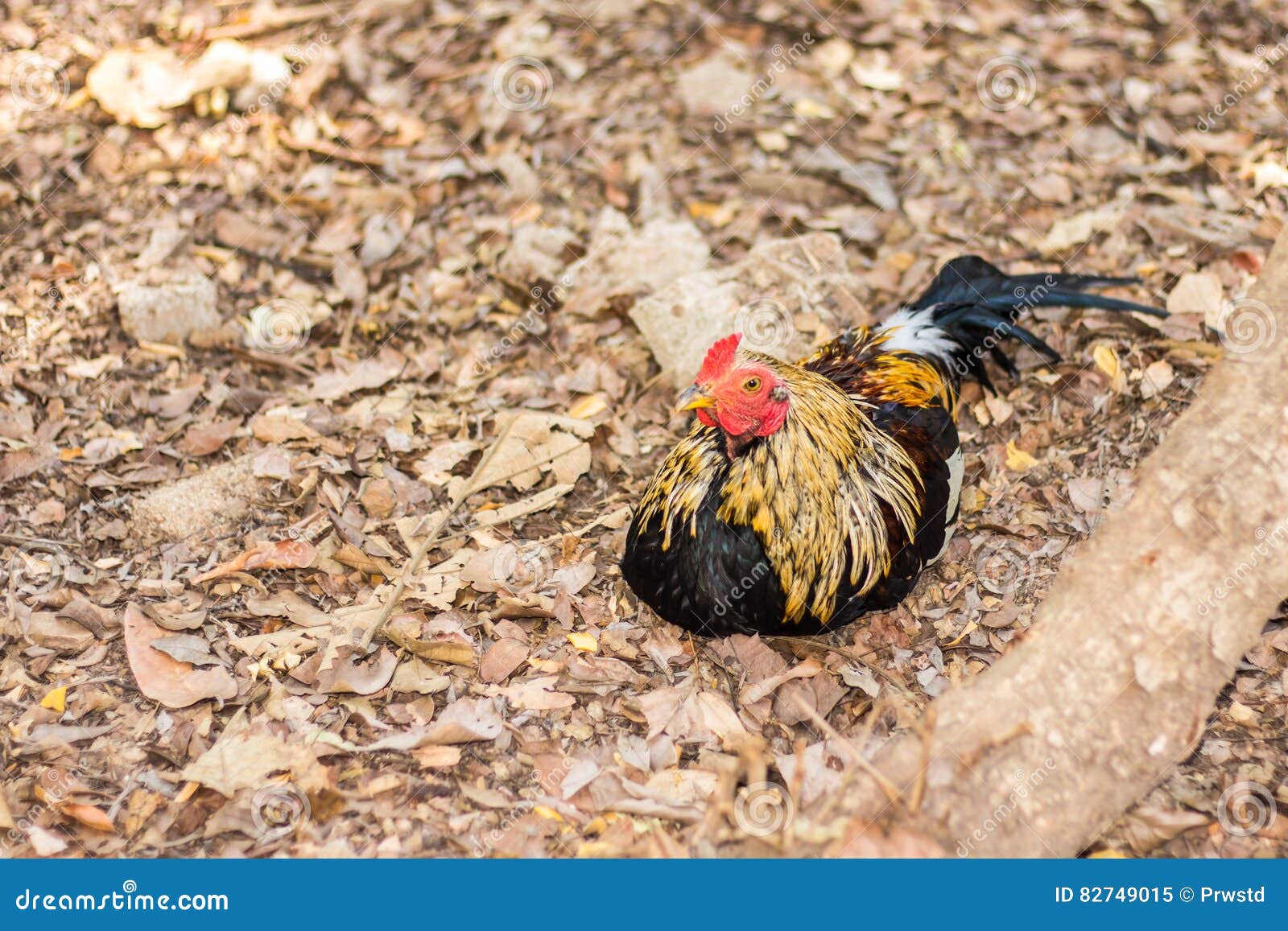 Thai Bantam Chicken, Animal Stock Image - Image of park, ground: 82749015