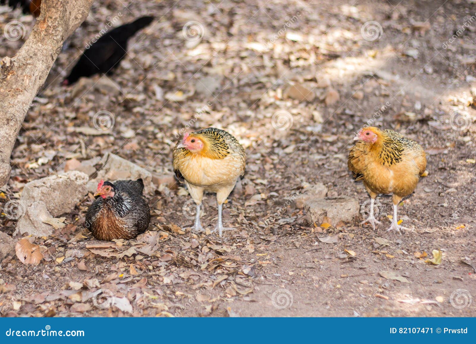 Thai Bantam Chicken, hen stock image. Image of jungle - 82107471
