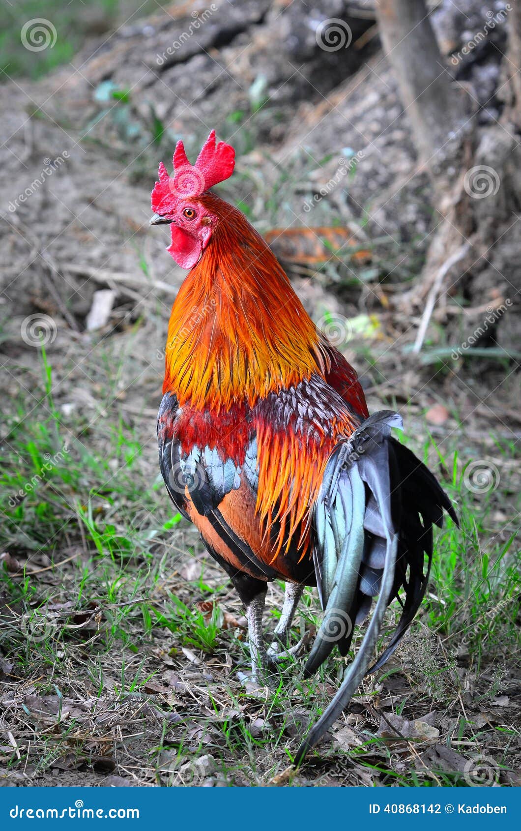Bantam Chicken Royalty-Free Stock Image | CartoonDealer.com #10192204