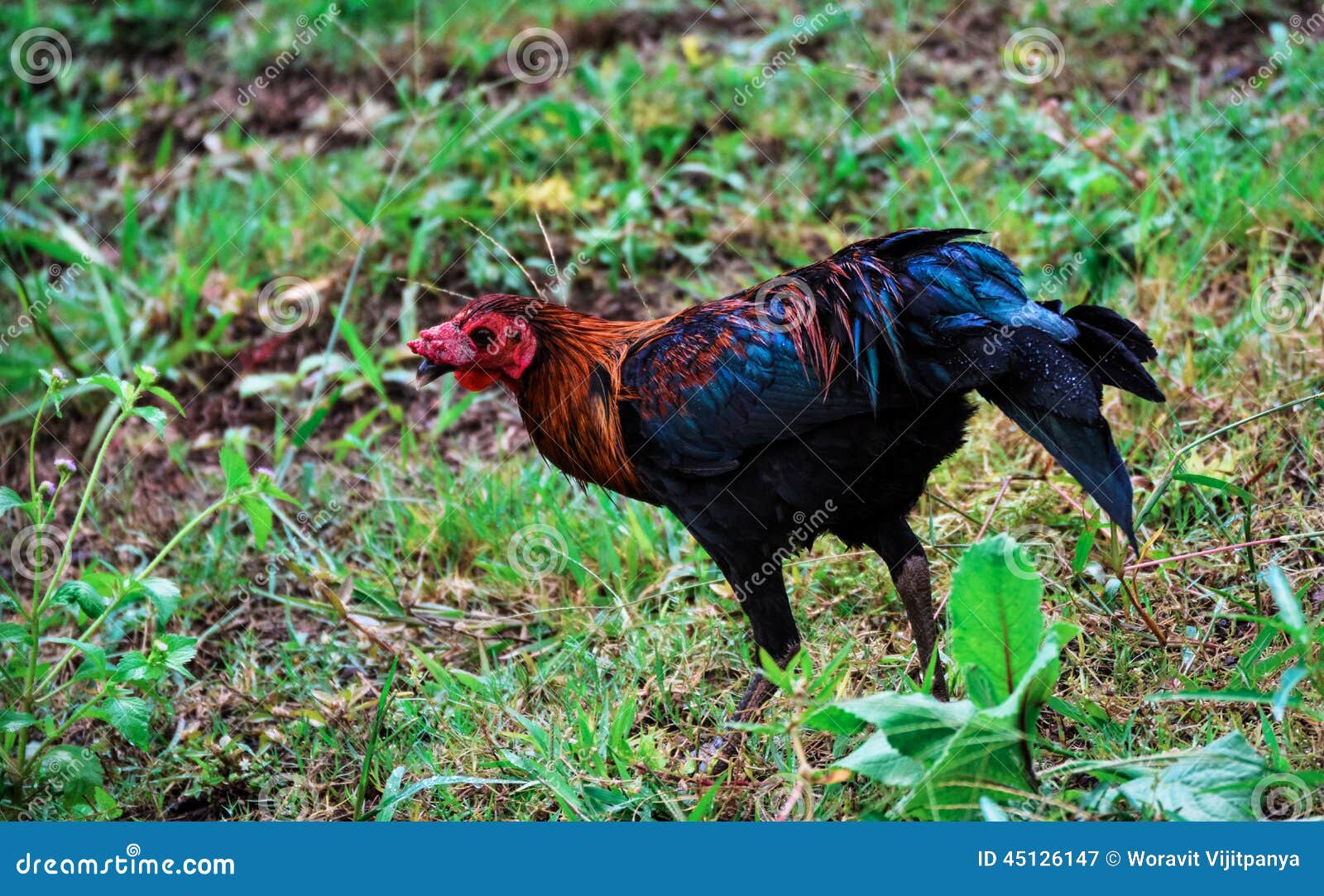 Thai bantam chicken stock image. Image of christ, gater - 45126147