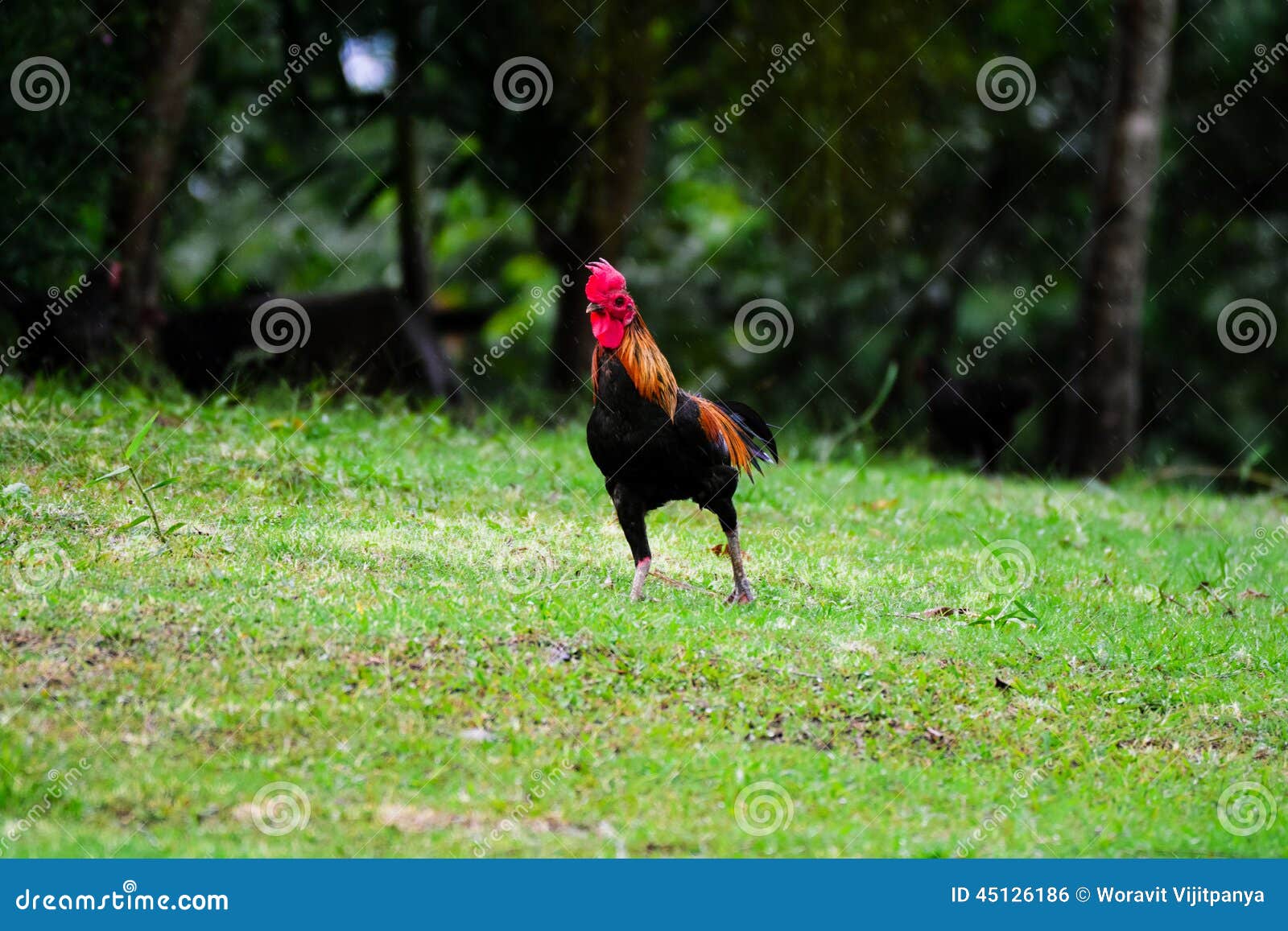 Thai bantam chicken stock photo. Image of chistrain, alligator - 45126186