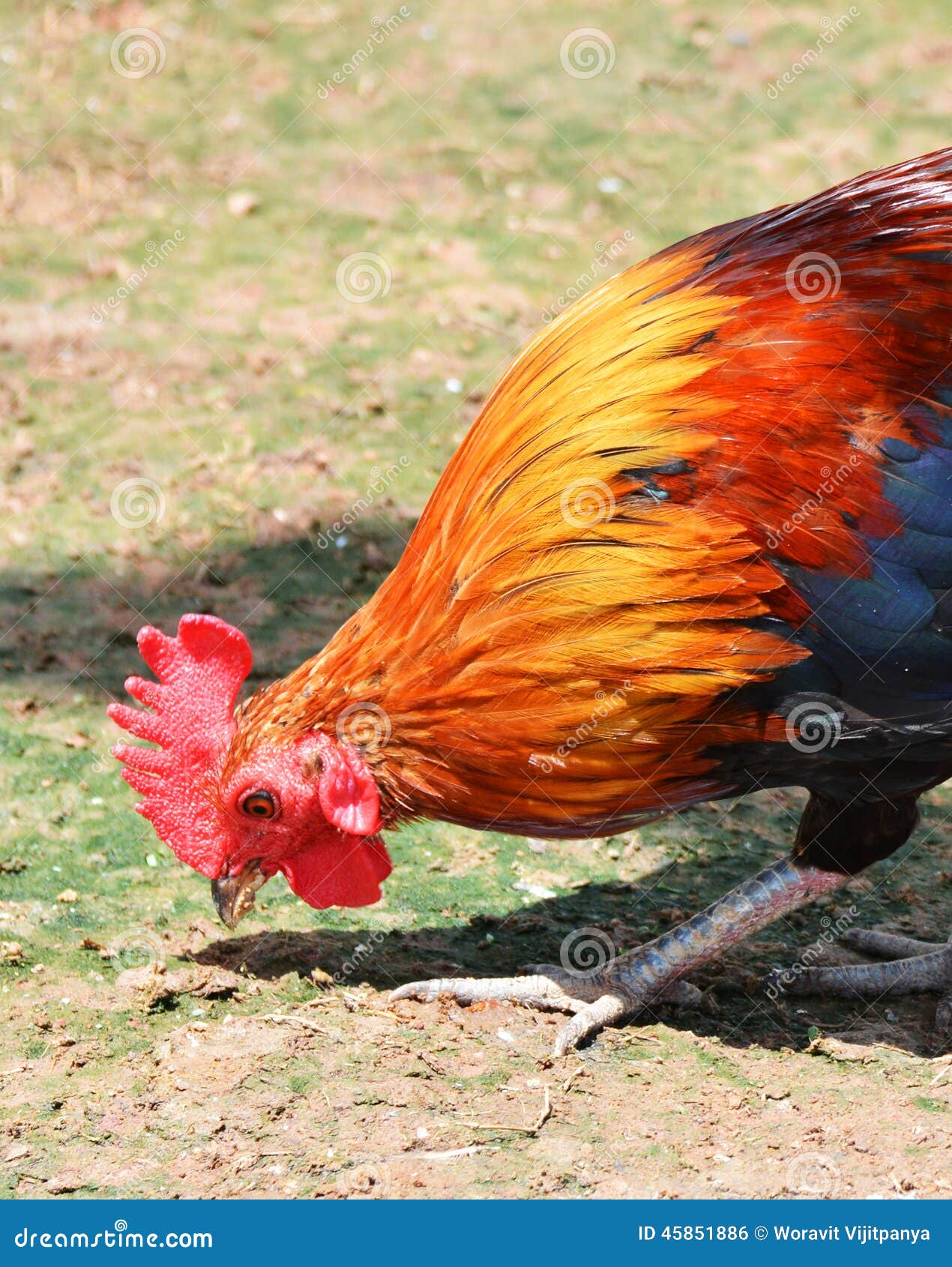 Thai bantam chicken stock photo. Image of food, church - 45851886