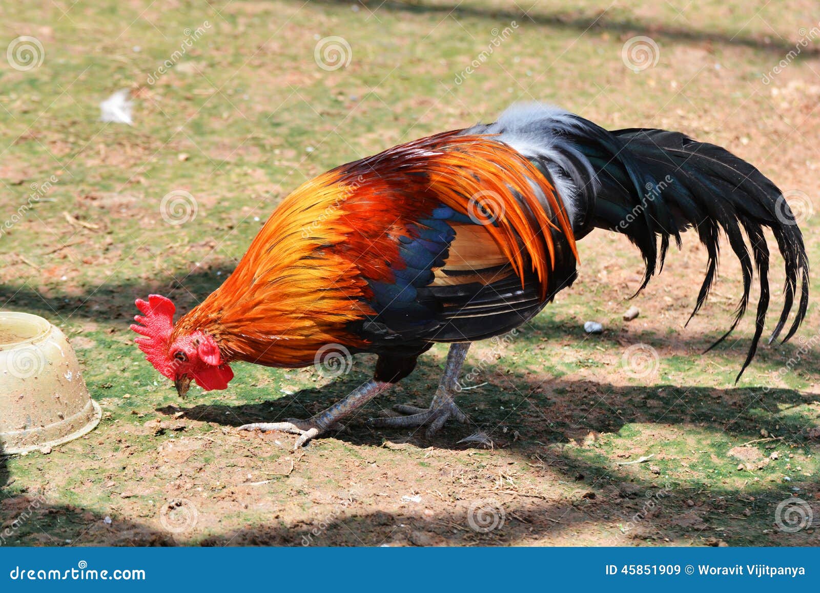 Thai bantam chicken stock image. Image of good, ground - 45851909