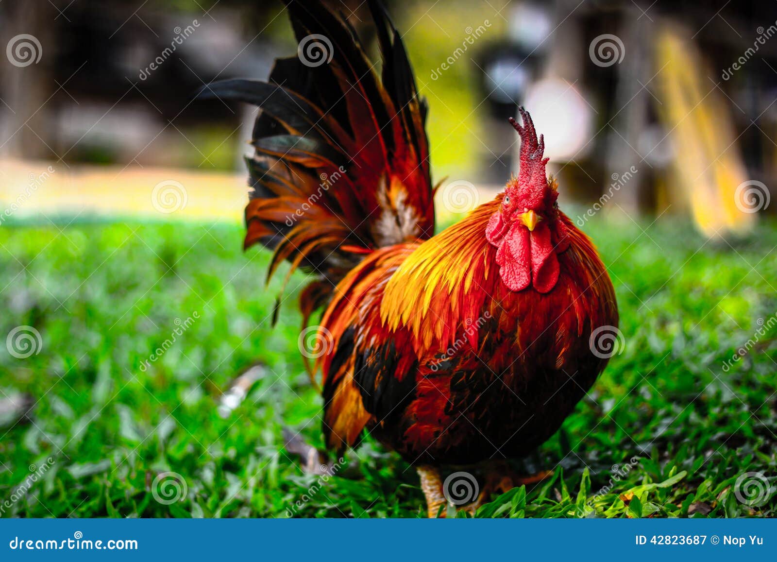 Thai Bantam on grass stock image. Image of crest, chicken - 42823687