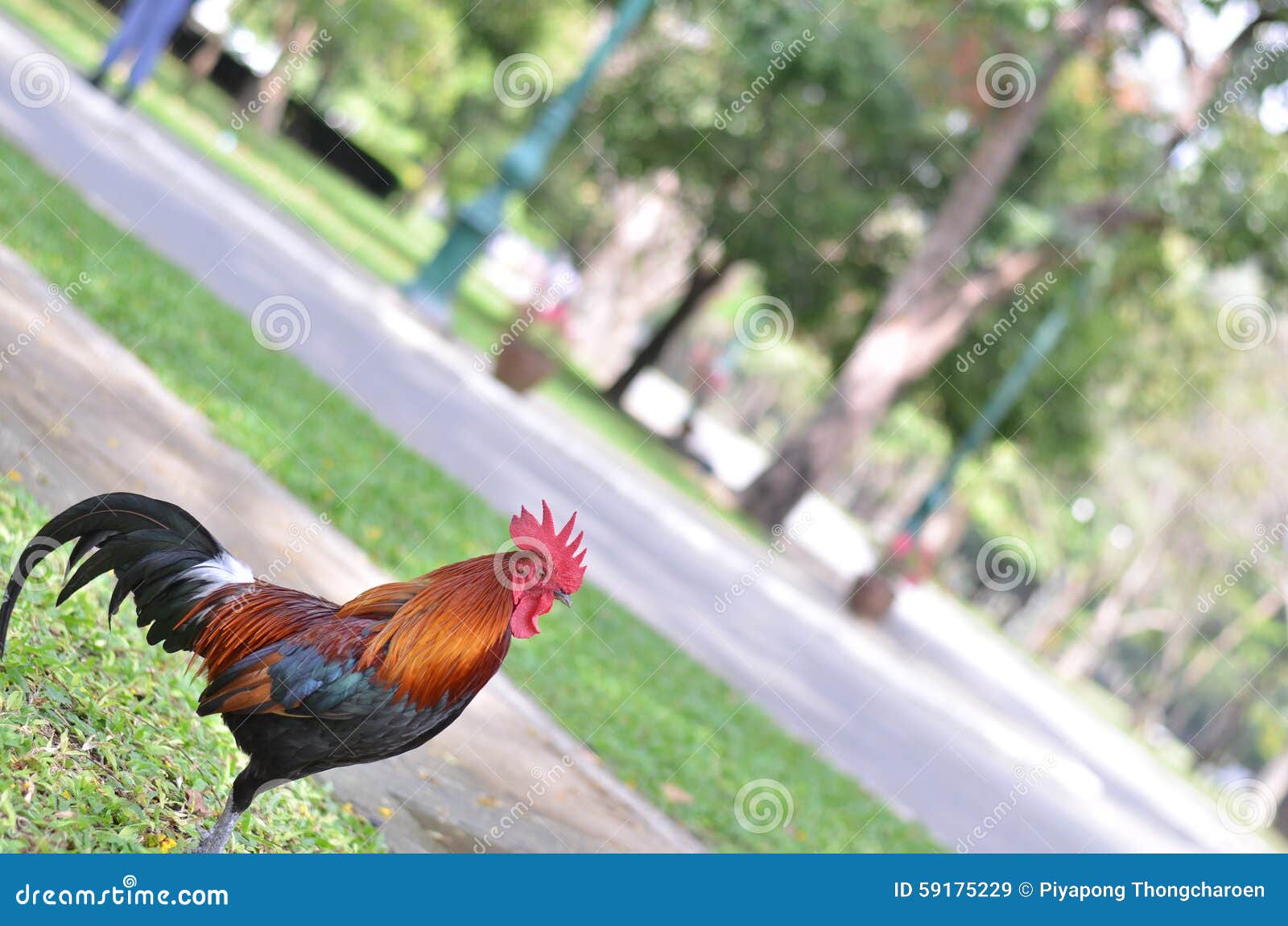 Thai Bantam on grass stock image. Image of natural, india - 59175229