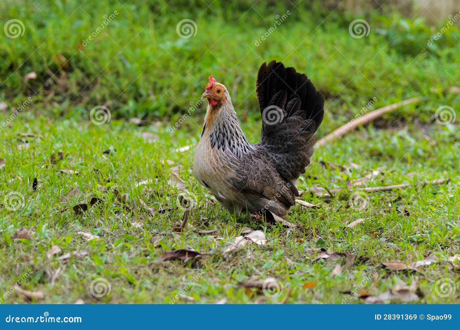 A Thai Bantam Hen on the Field. Stock Image - Image of gallus, daytime ...